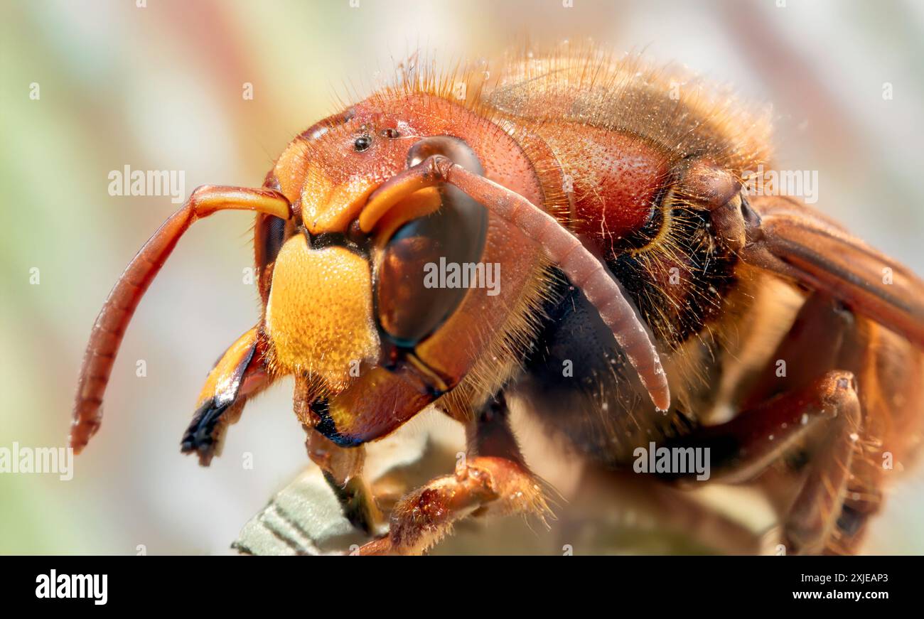 Close-up Terror: Details of an Asian Hornet in Macro Photography. Macro ...