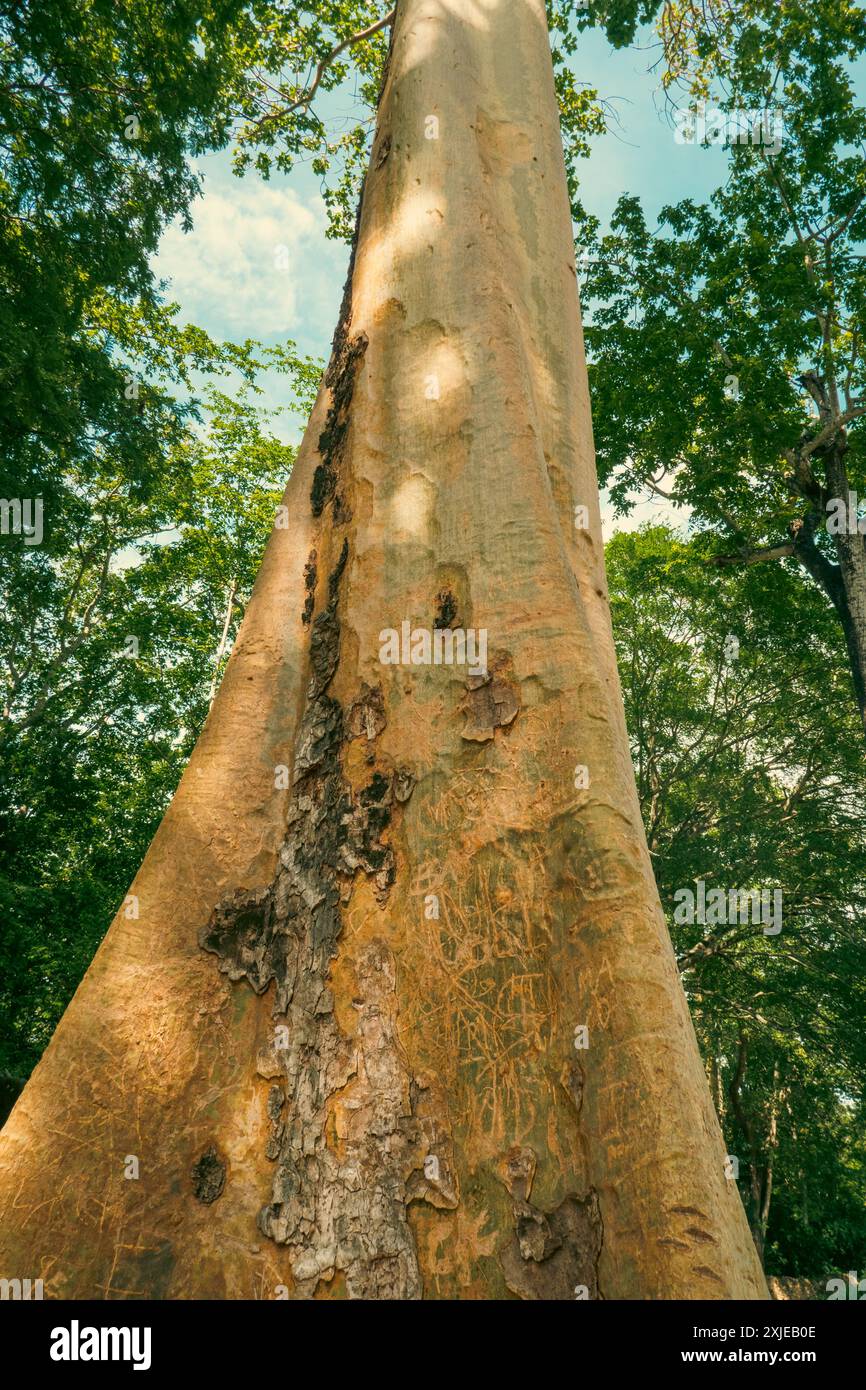 A rocket tree growing on the Ruins of Gedi - A medieval Swahili coastal ...