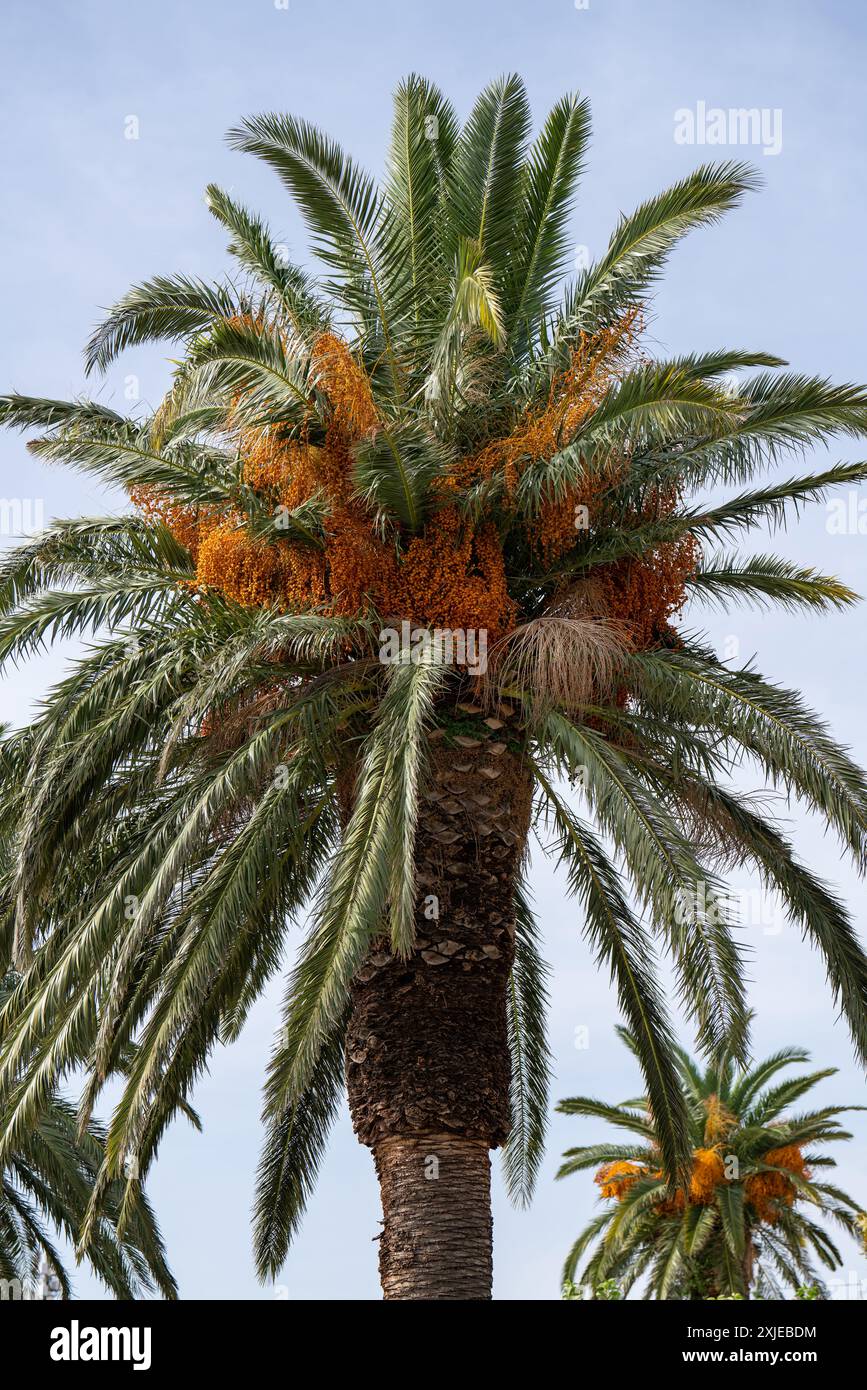 Palm tree with orange fruits against the blue sky. Date palm. Canarian ...