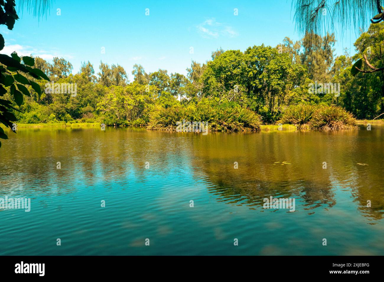 Trees growing in the forest at Haller Park in Bamburi, Mombasa, Kenya ...