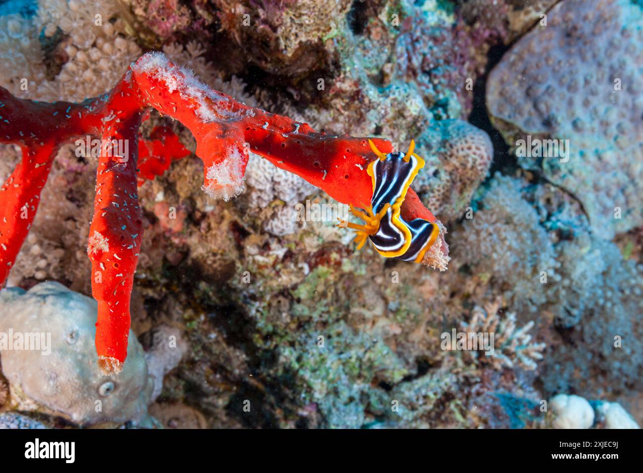 Egypt, Taba, Toxic Finger-sponge (Negombata magnifica) and (Chromodoris ...