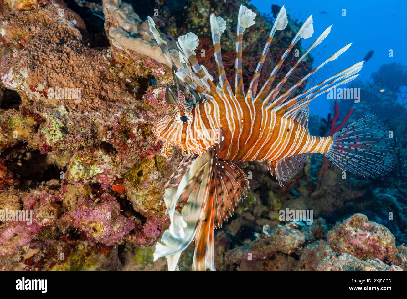 Egypt, Taba, Lionfish (Pterois volitans Stock Photo - Alamy