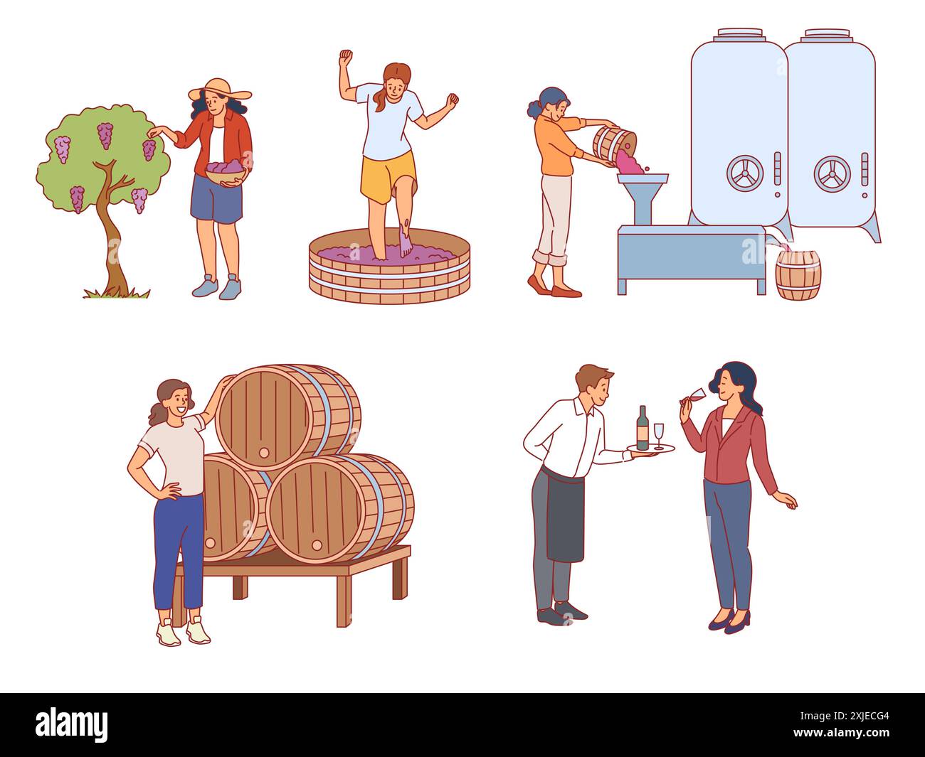 Wine production. People grow grapes, noble alcoholic drink, fermentation process, winemakers and ...