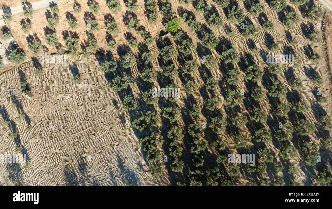 Aerial view olive tree hi-res stock photography and images - Alamy