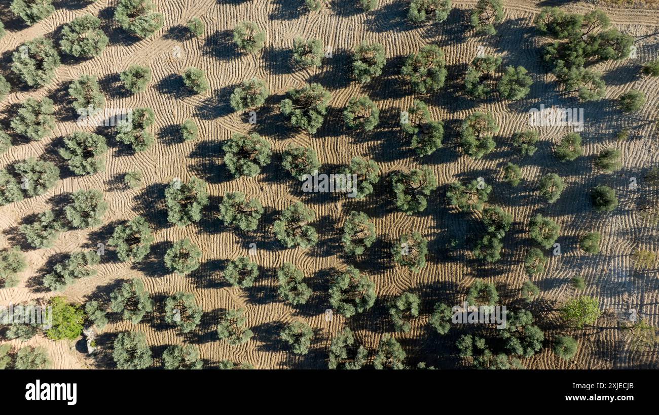 Aerial view of an olive tree field in Andalusia Stock Photo - Alamy