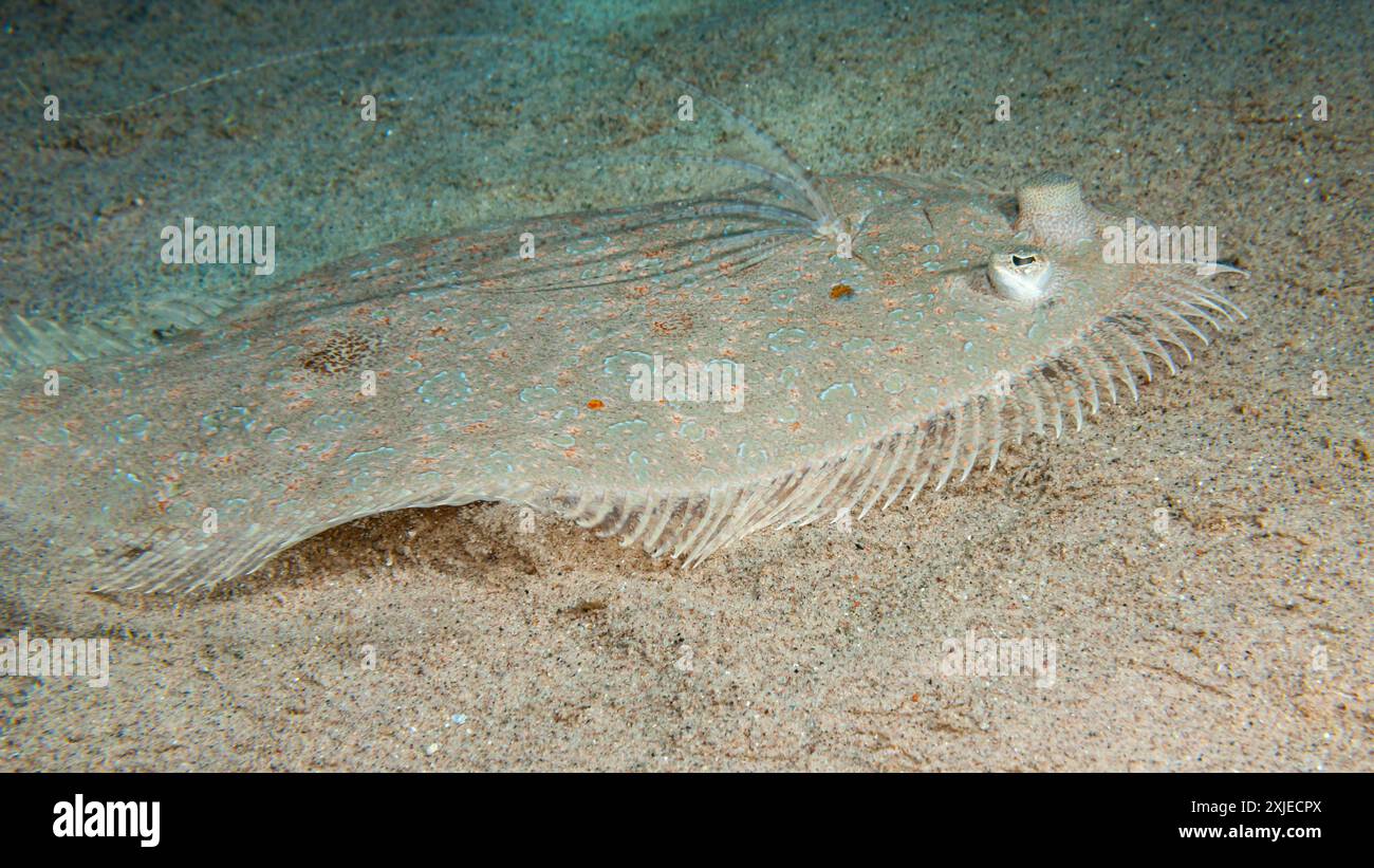 Egypt, Taba, Red Sea Moses Sole (Pardachirus marmoratus), Finless Sole ...