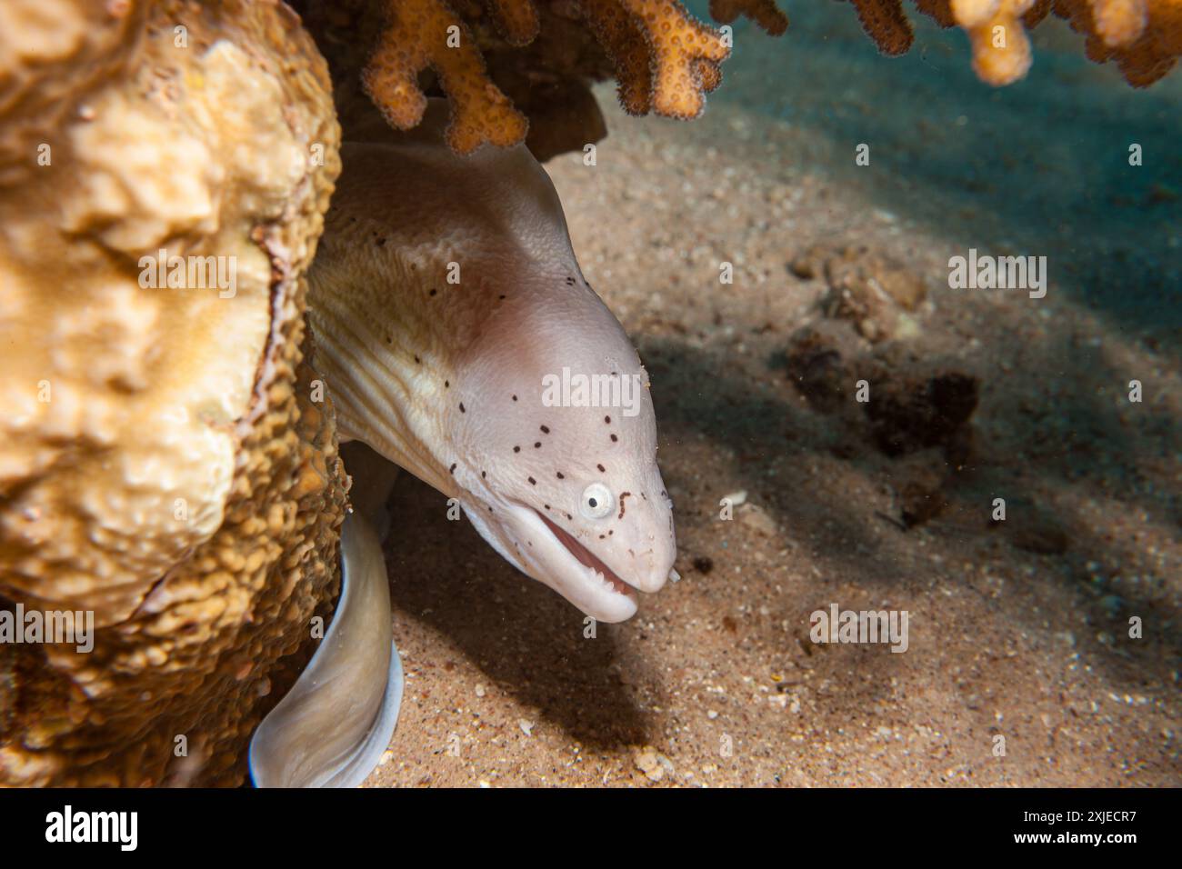 Egypt, Taba, Geometric Moray Eel (Siderea grisea, Gymnothorax griseus ...