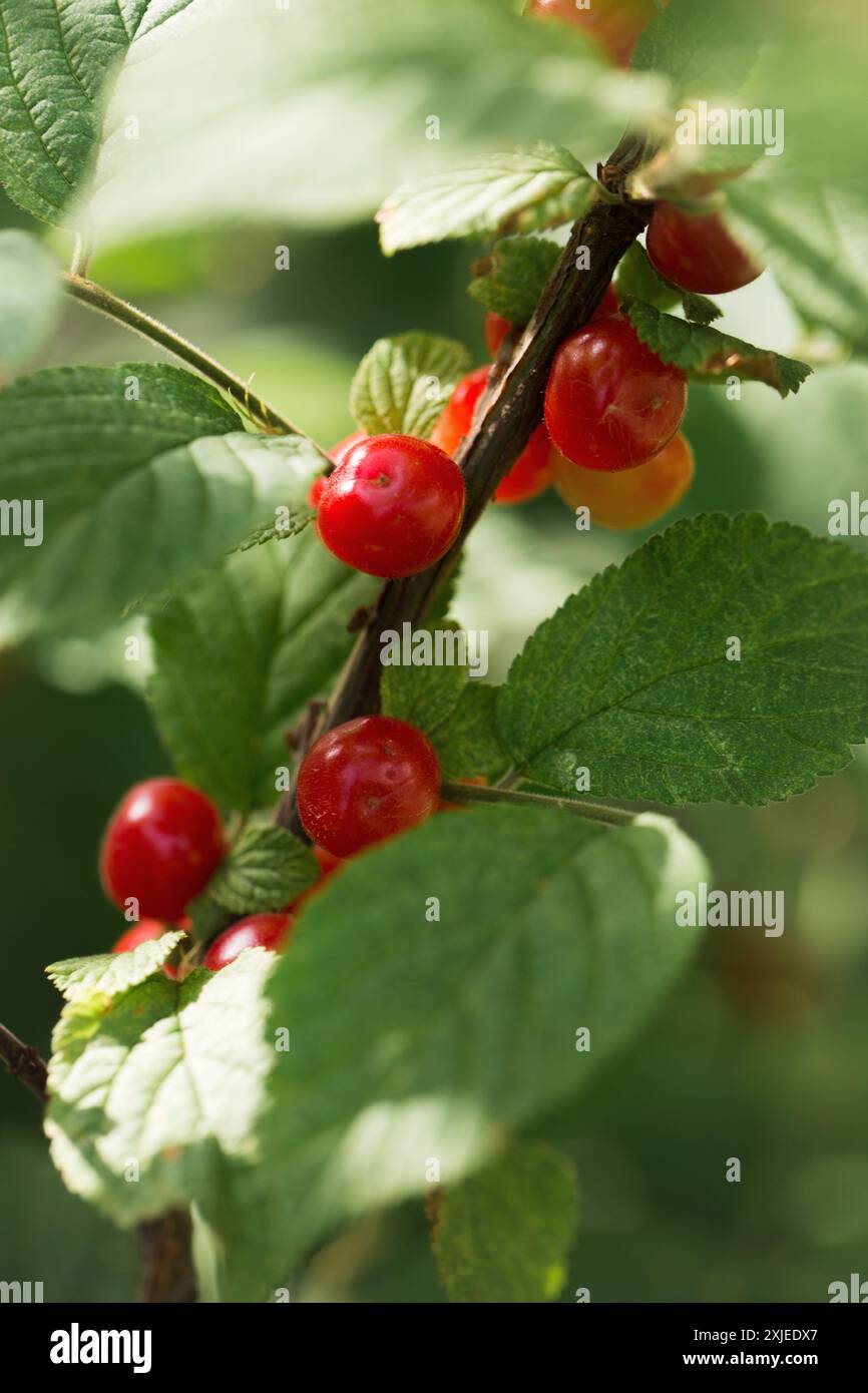 Chinese dwarf cherry hi-res stock photography and images - Alamy