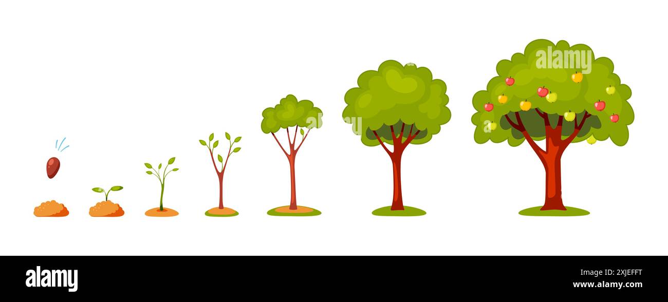 Stages of plant life cycle hi-res stock photography and images - Alamy