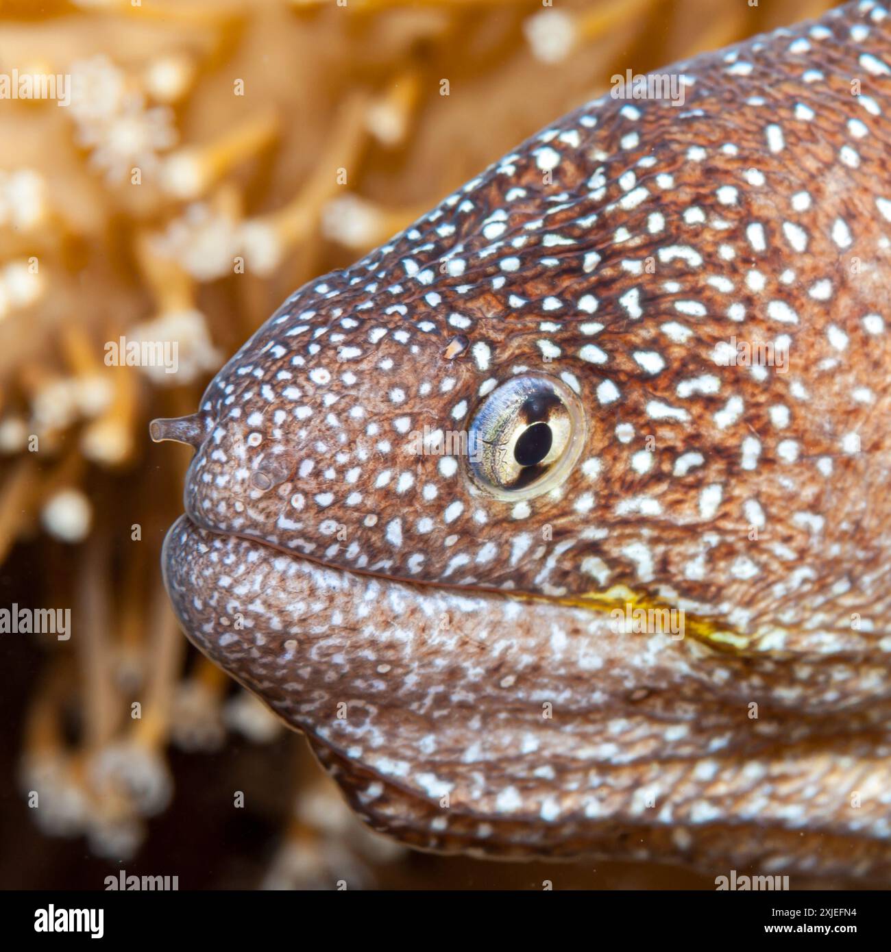 Egypt, Taba, Yellowmouth Moray, (Gymnothorax nudivomer Stock Photo - Alamy