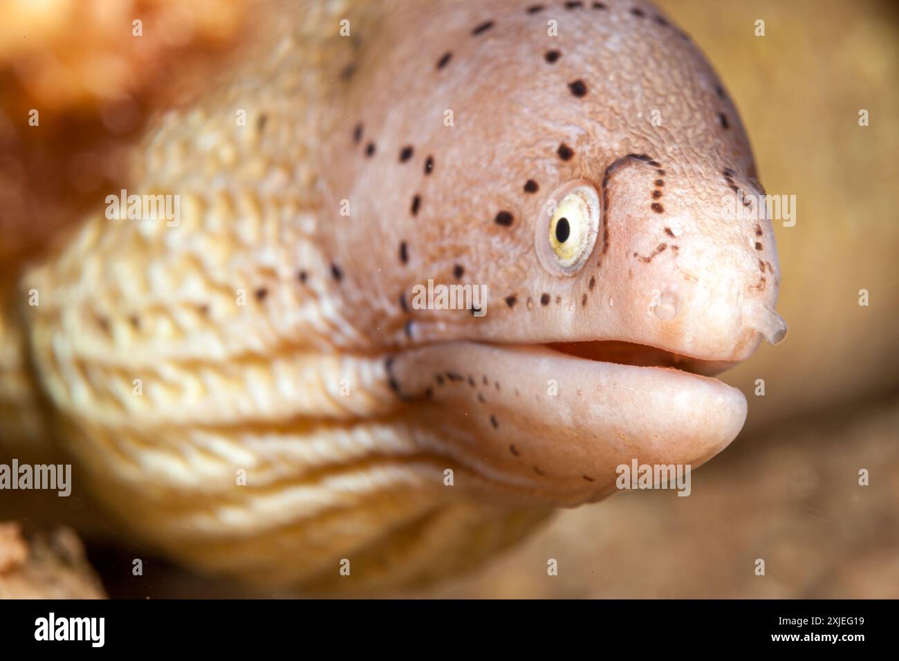 Egypt, Taba, Geometric Moray Eel (Siderea grisea, Gymnothorax griseus ...