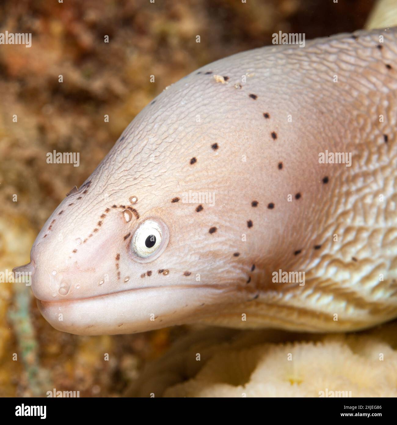 Egypt, Taba, Geometric Moray Eel (Siderea grisea, Gymnothorax griseus ...