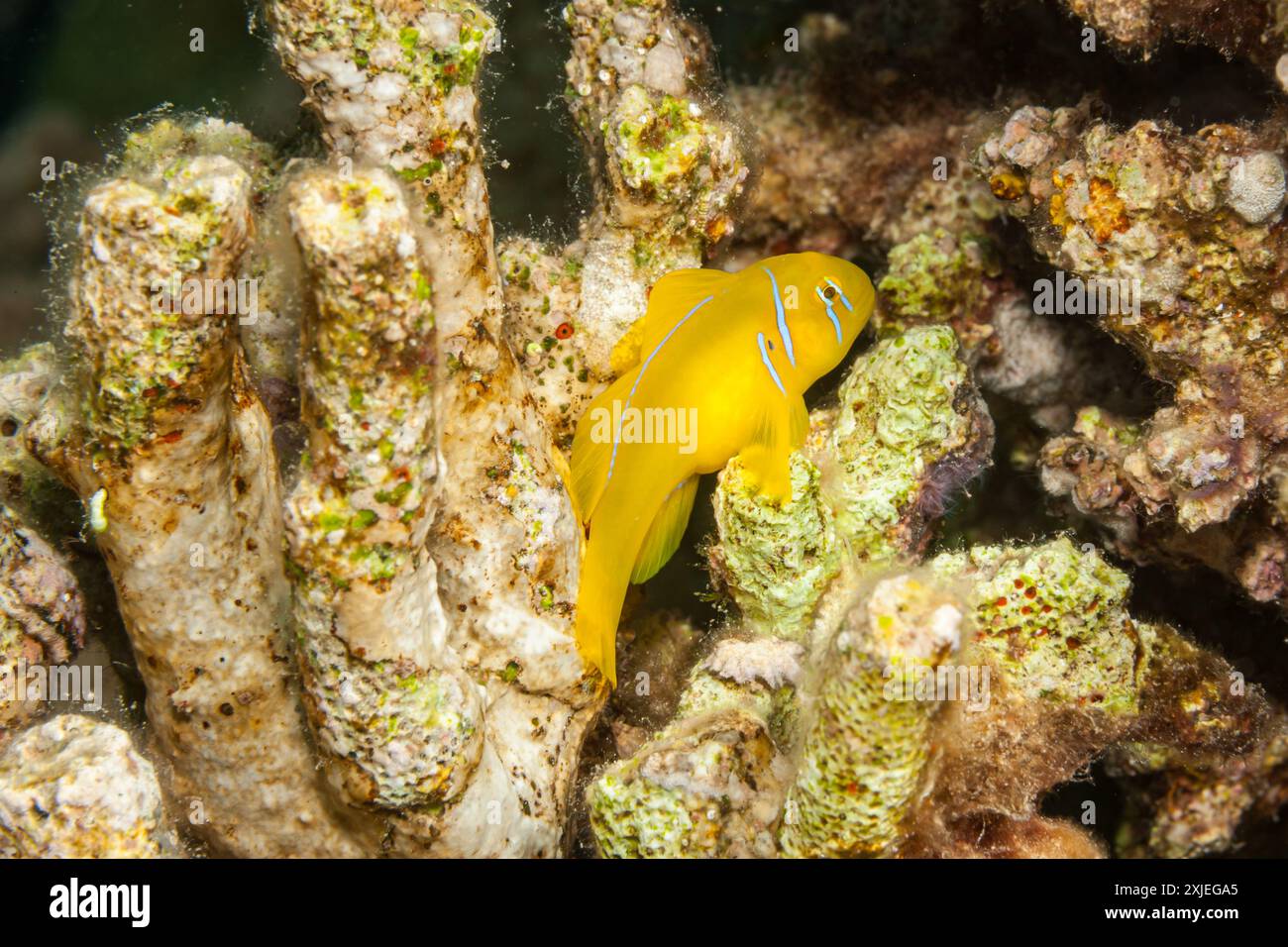 Egypt, Taba, Lemon Goby (Gobiodon citrinus Stock Photo - Alamy