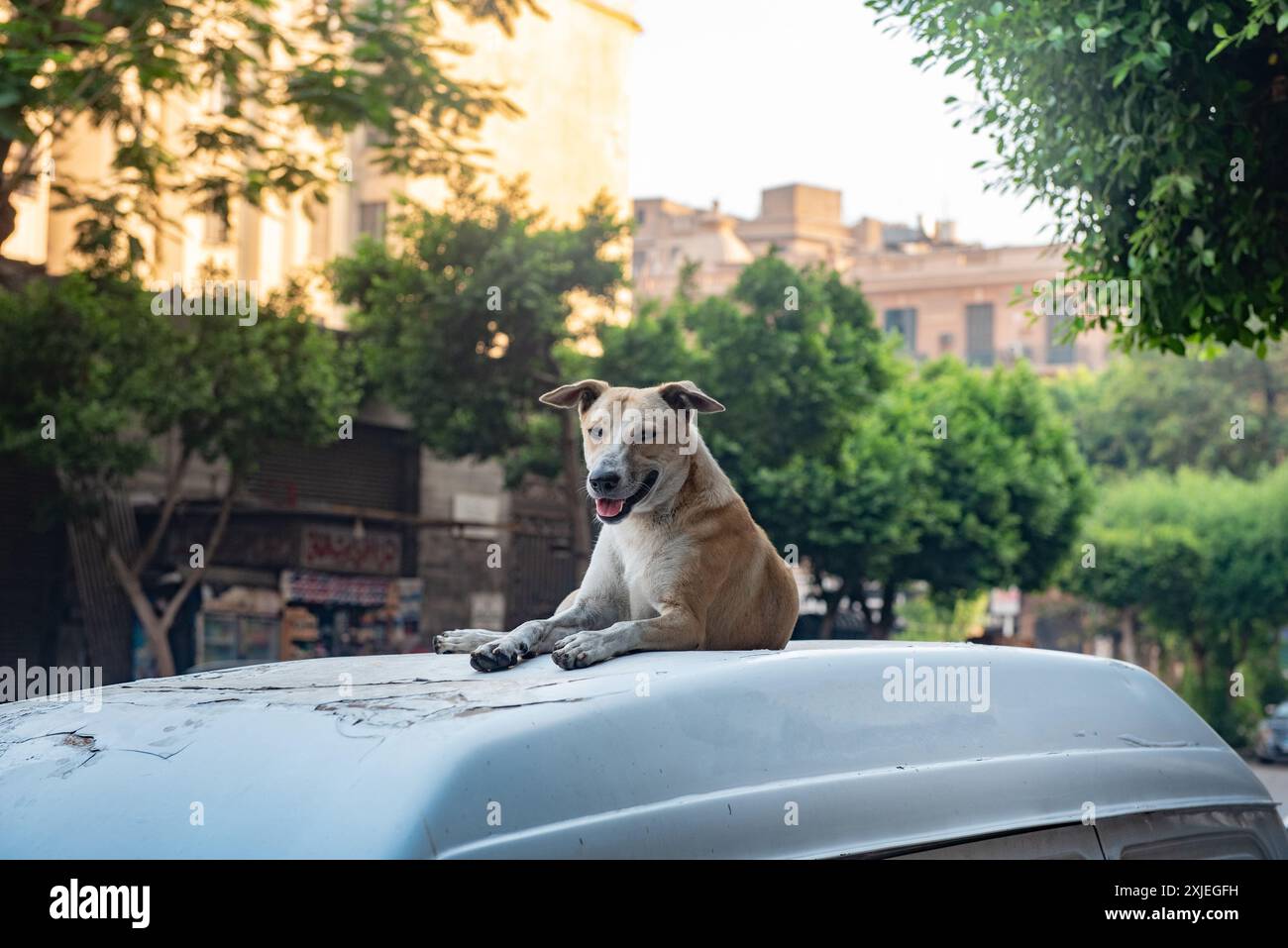 Sits on the street in cairo hi-res stock photography and images - Alamy