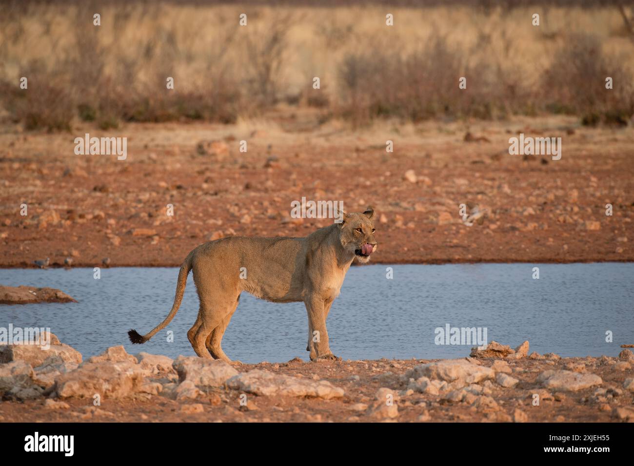 Lion, Panthera leo, Felidae, Etosha National Park, Namibia, Africa ...