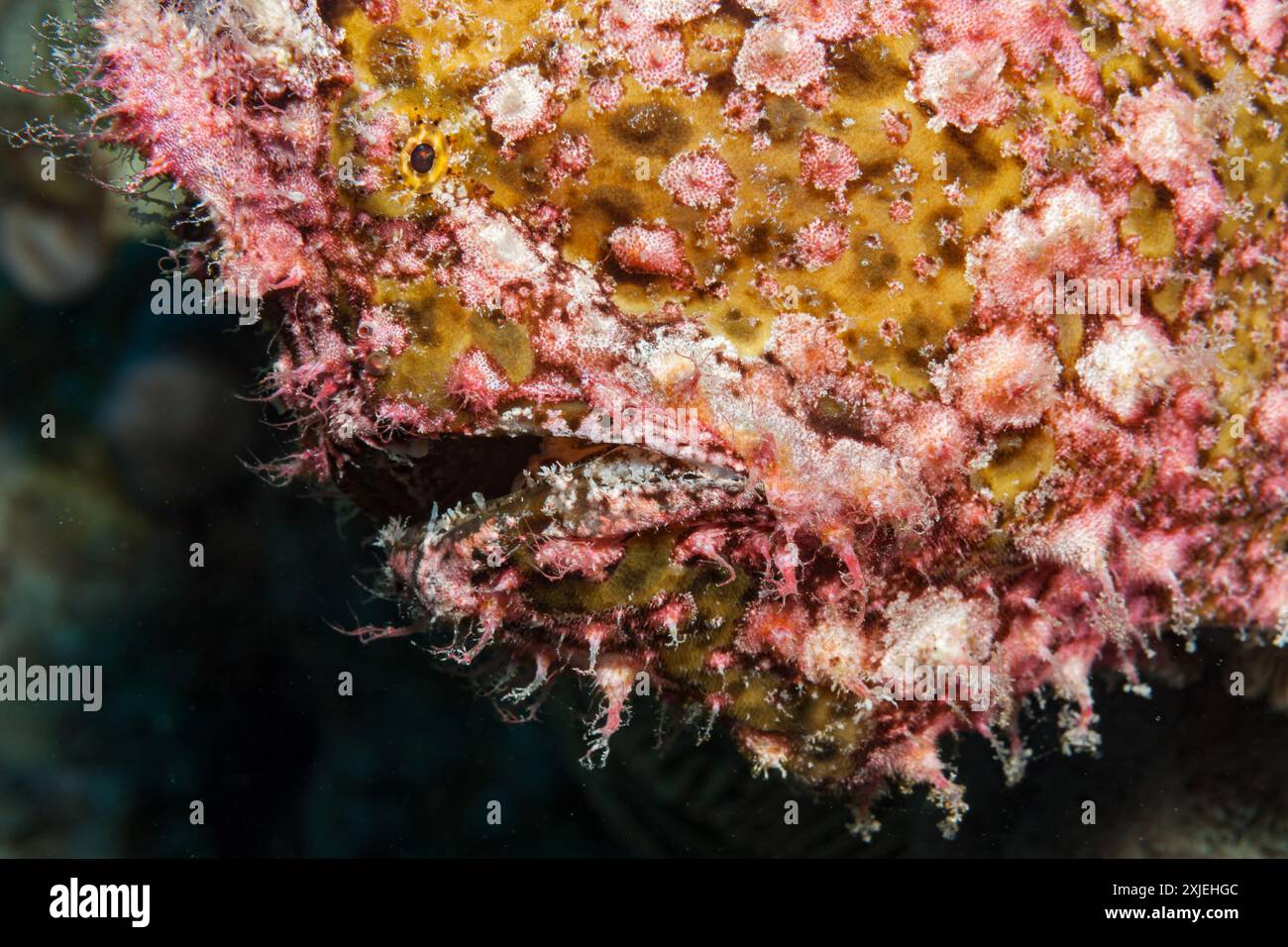 Frogfish antennarius sp hi-res stock photography and images - Alamy