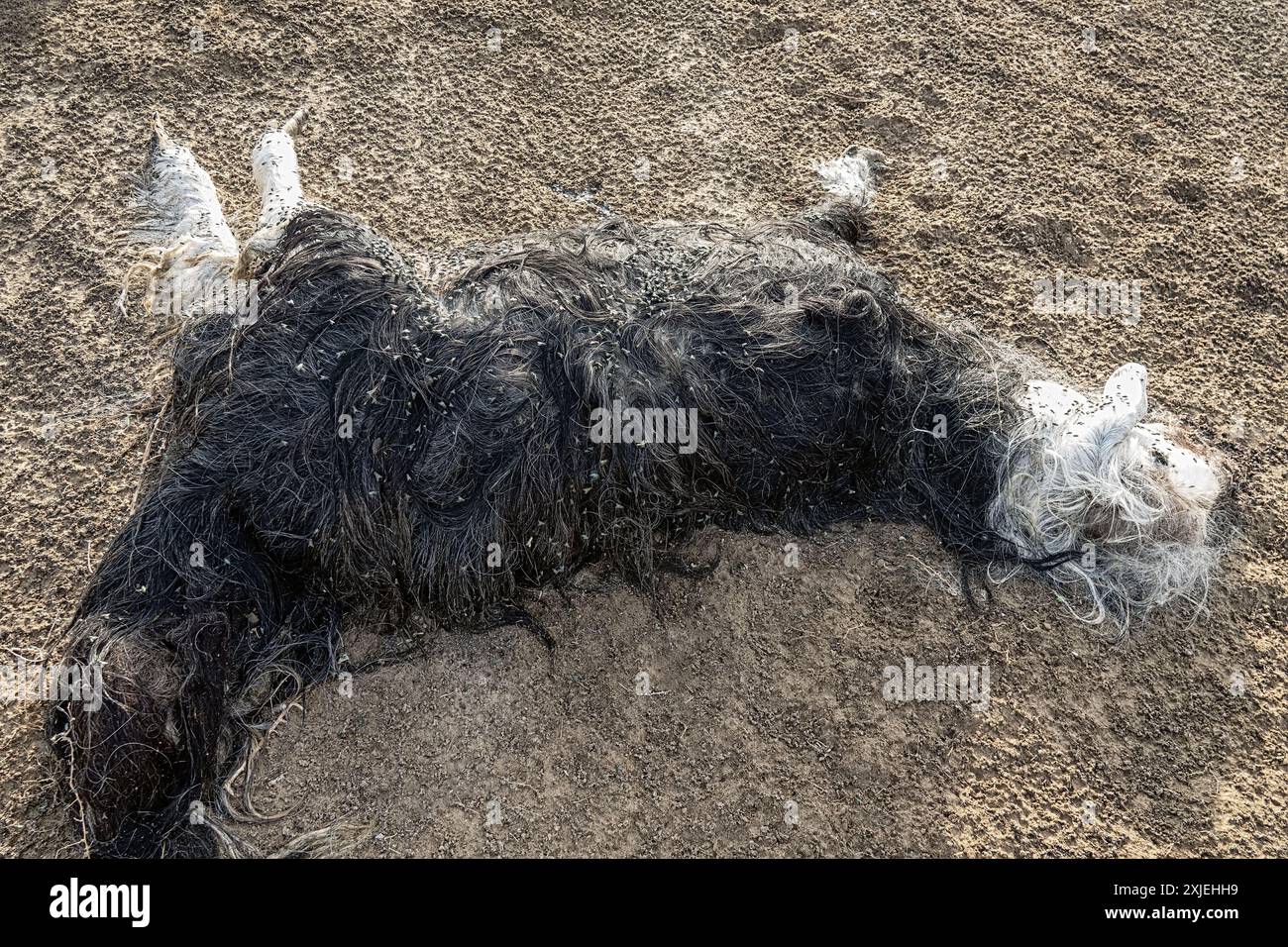 Dead sheep in the desert. The death of small cattle from starvation and ...