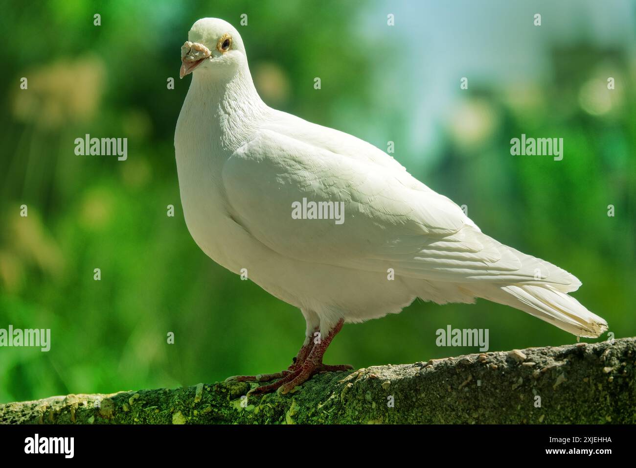 Turbit pigeons hi-res stock photography and images - Alamy