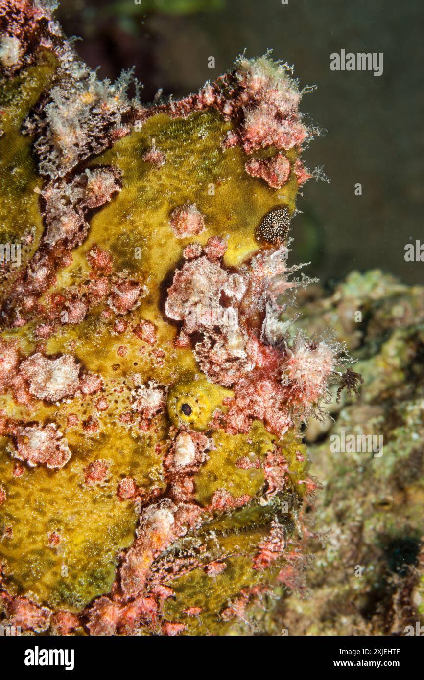Egypt, Taba, Scarlet Frogfish (Abantennarius coccineus), Freckled ...