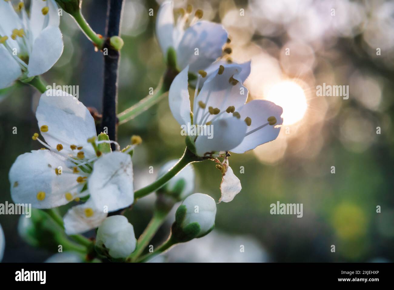 Blooming blackthorn (Prunus spinosa) thornbush (wait-a-minute). Forest ...