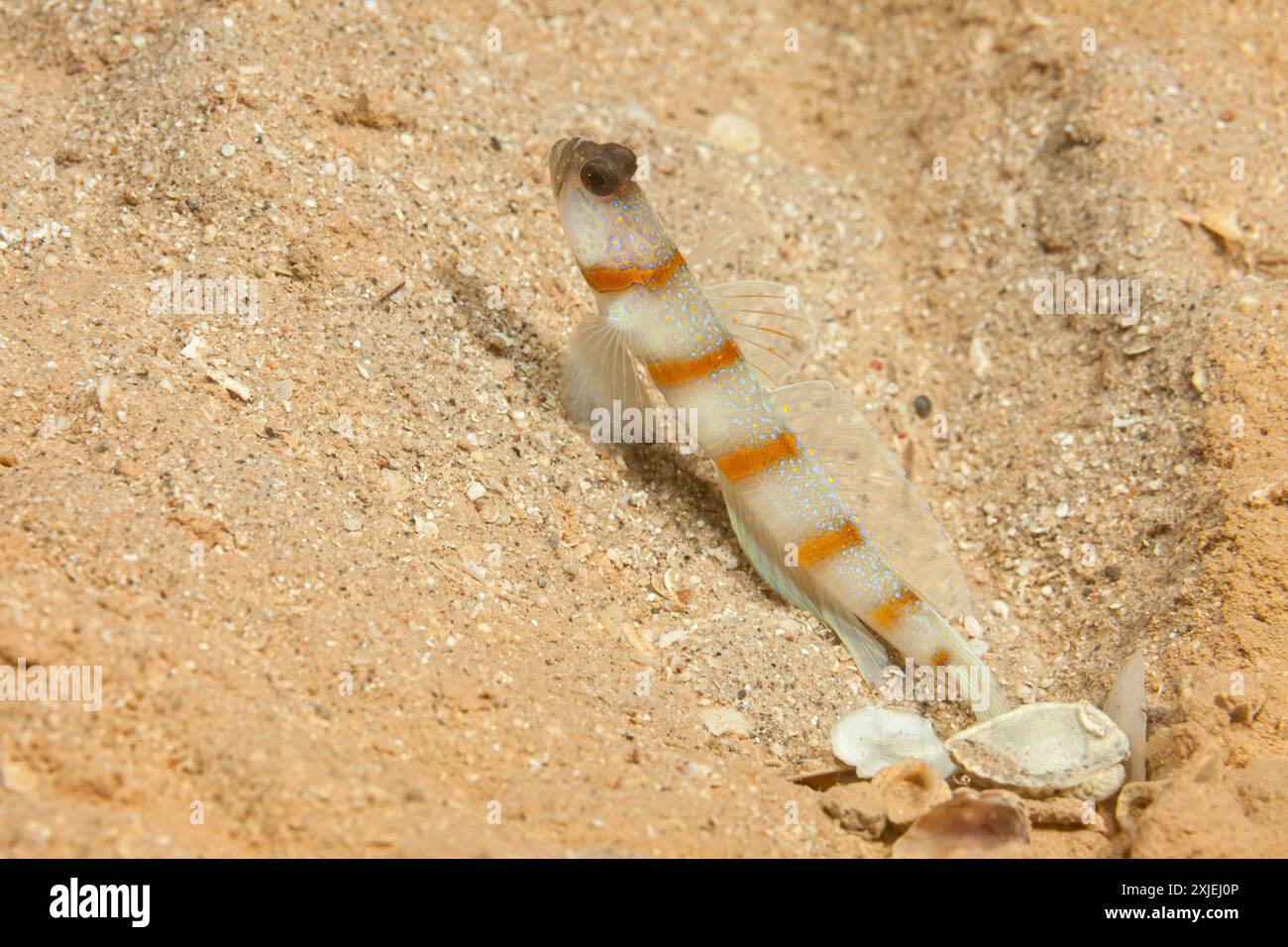 Steinitzi hi-res stock photography and images - Alamy