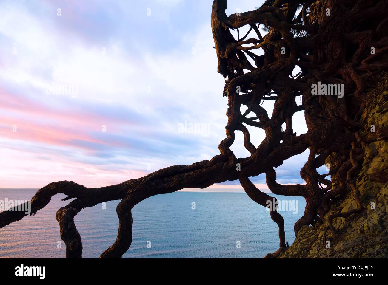 The root of old tree. The sea washed away coastal pine. It can be seen ...