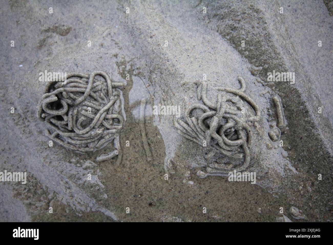 Lug worm (Arenicola marina) outburst of digested sludge with sand ...