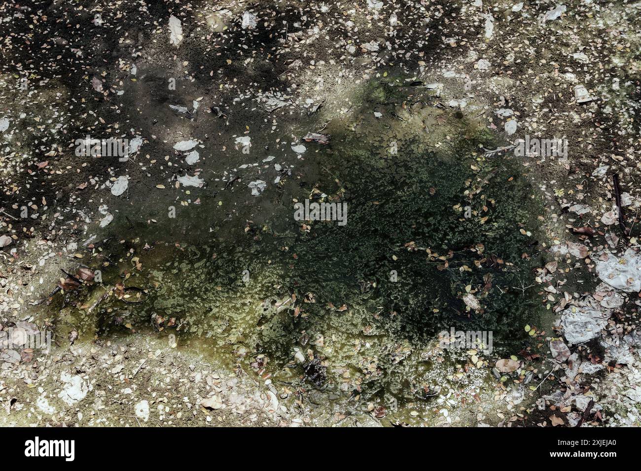 This is the sewer channel of almost dead, clusters of dead organic ...