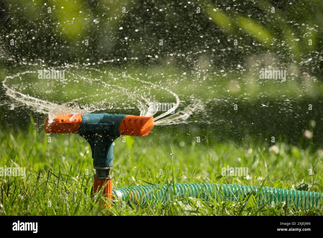 Garden sprinkler on sunny summer day during watering green lawn in ...