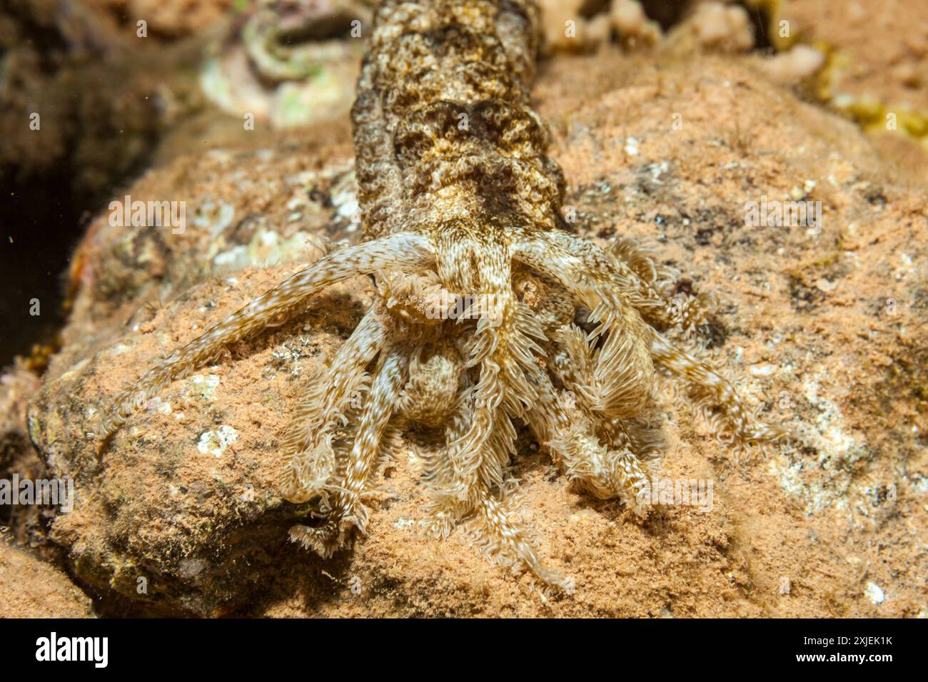 Egypt, Taba, Sea Cucumber (Holothuroidea, fam Stock Photo - Alamy