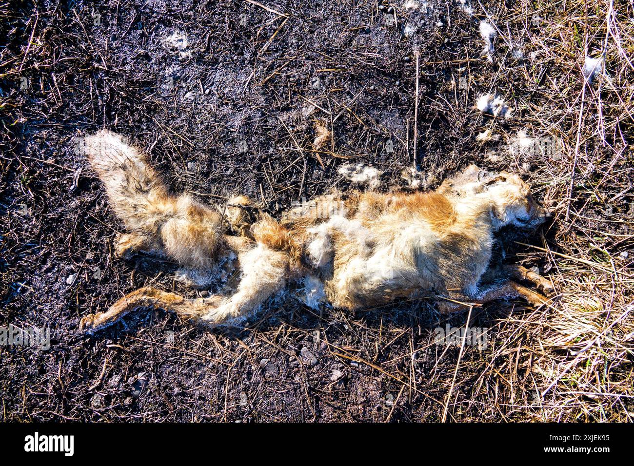 Red fox died hi-res stock photography and images - Alamy
