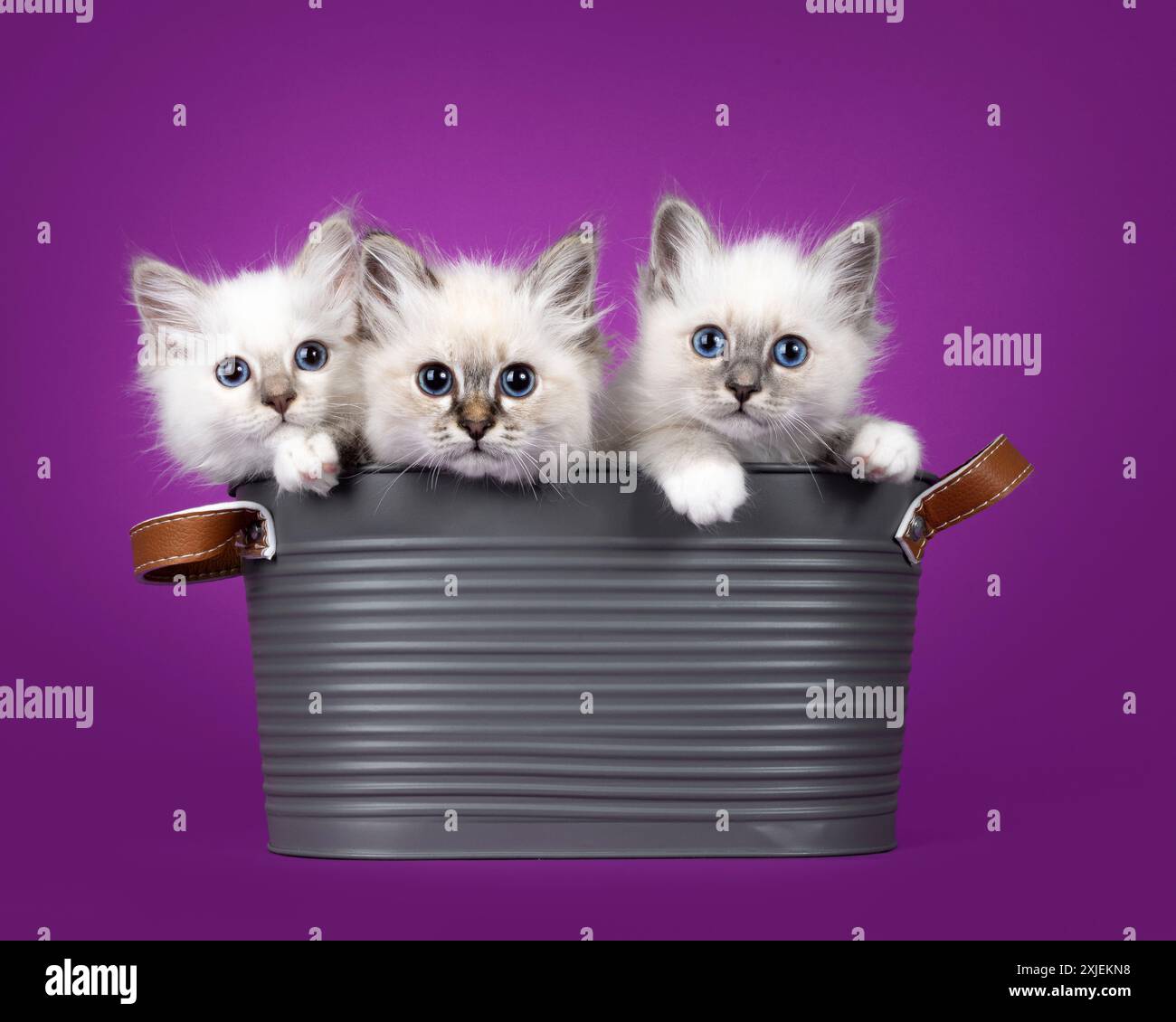 3 adorable Sacred Birman cat kittens, sitting beside each other in gray ...