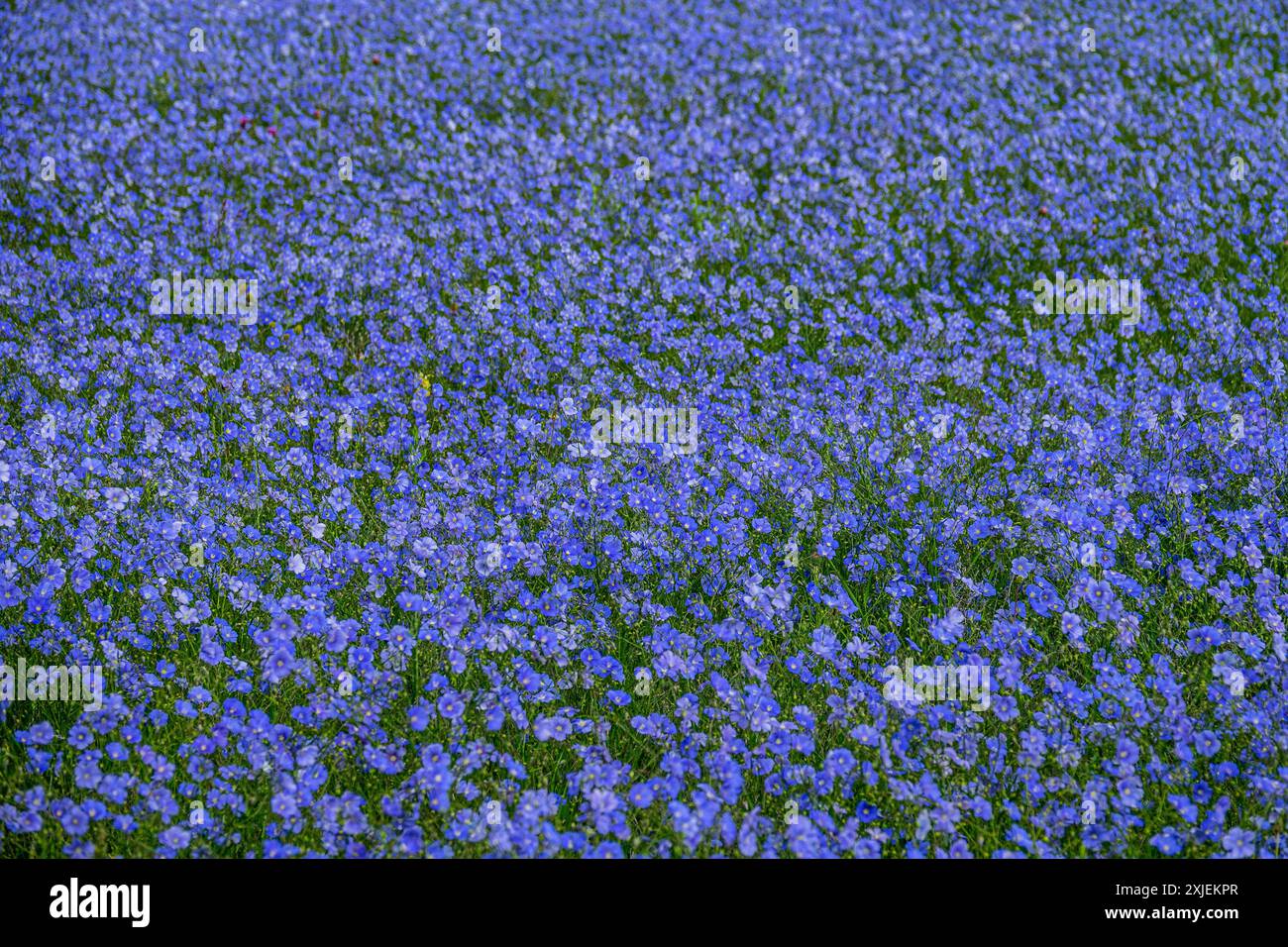 Blue field. Long-stalked flax (Linum usitatissimum) blooms massively ...