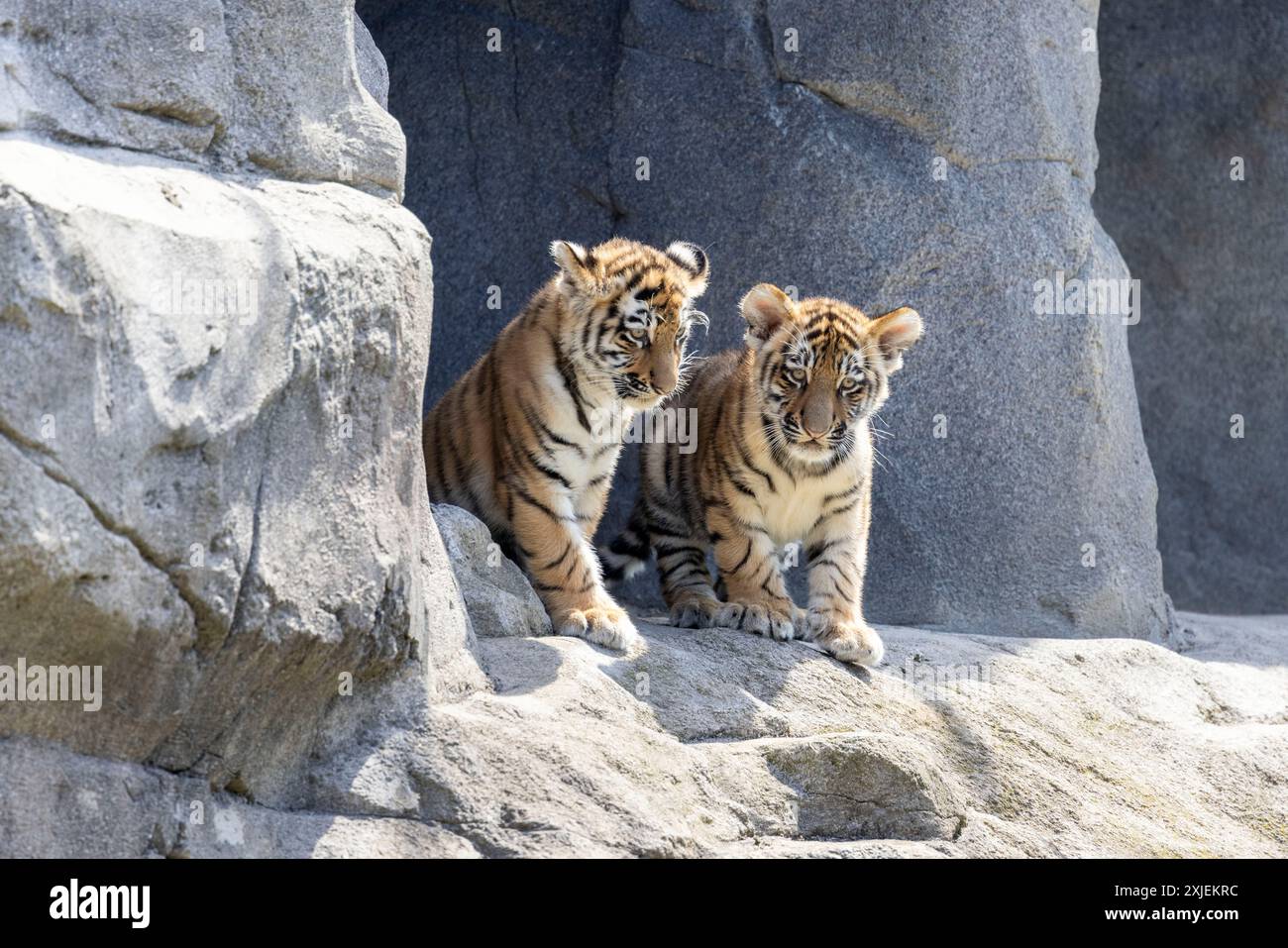 Cologne, Germany. 18th July, 2024. The two Amur tiger cubs, "Tochka ...