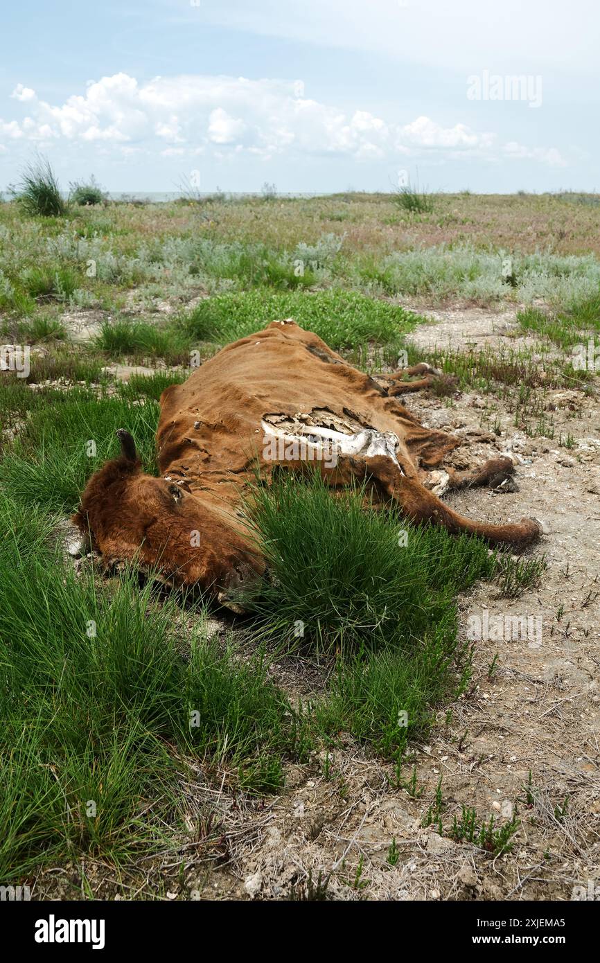 A brown cow died in the winter in a semi-desert. The corpse was eaten ...