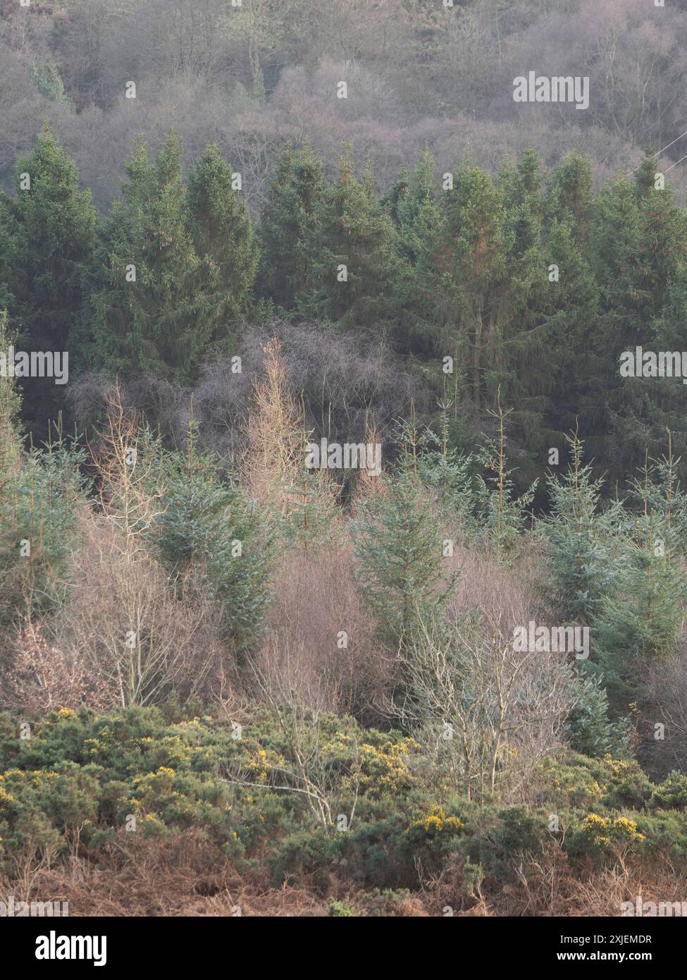 Dramatic scenery and views from the Stiperstones, an exposed quartzite ...
