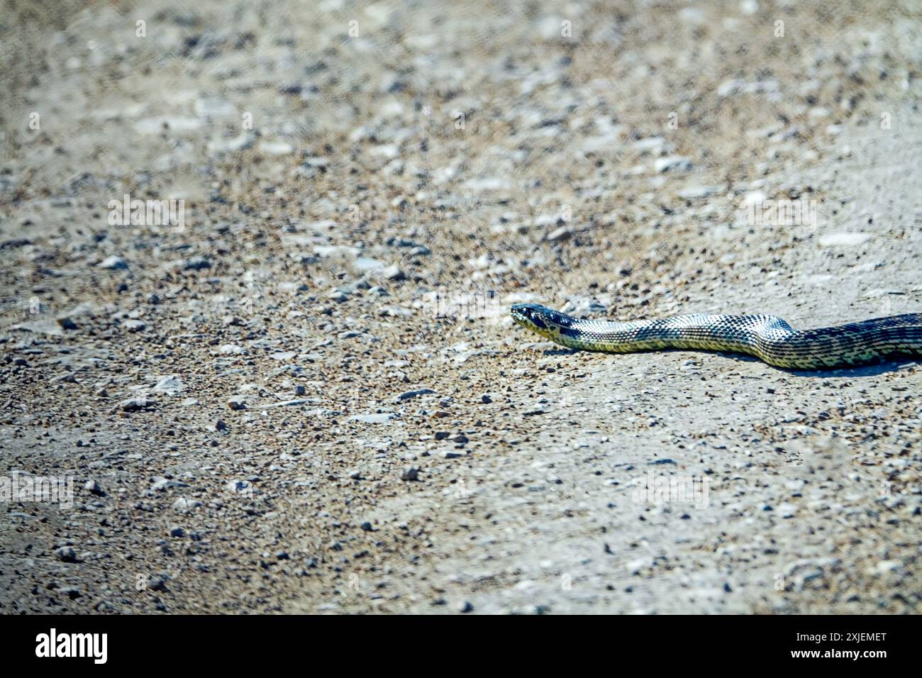 Sarmatian racer, european whip snake (Elaphe sauromates) rare species ...