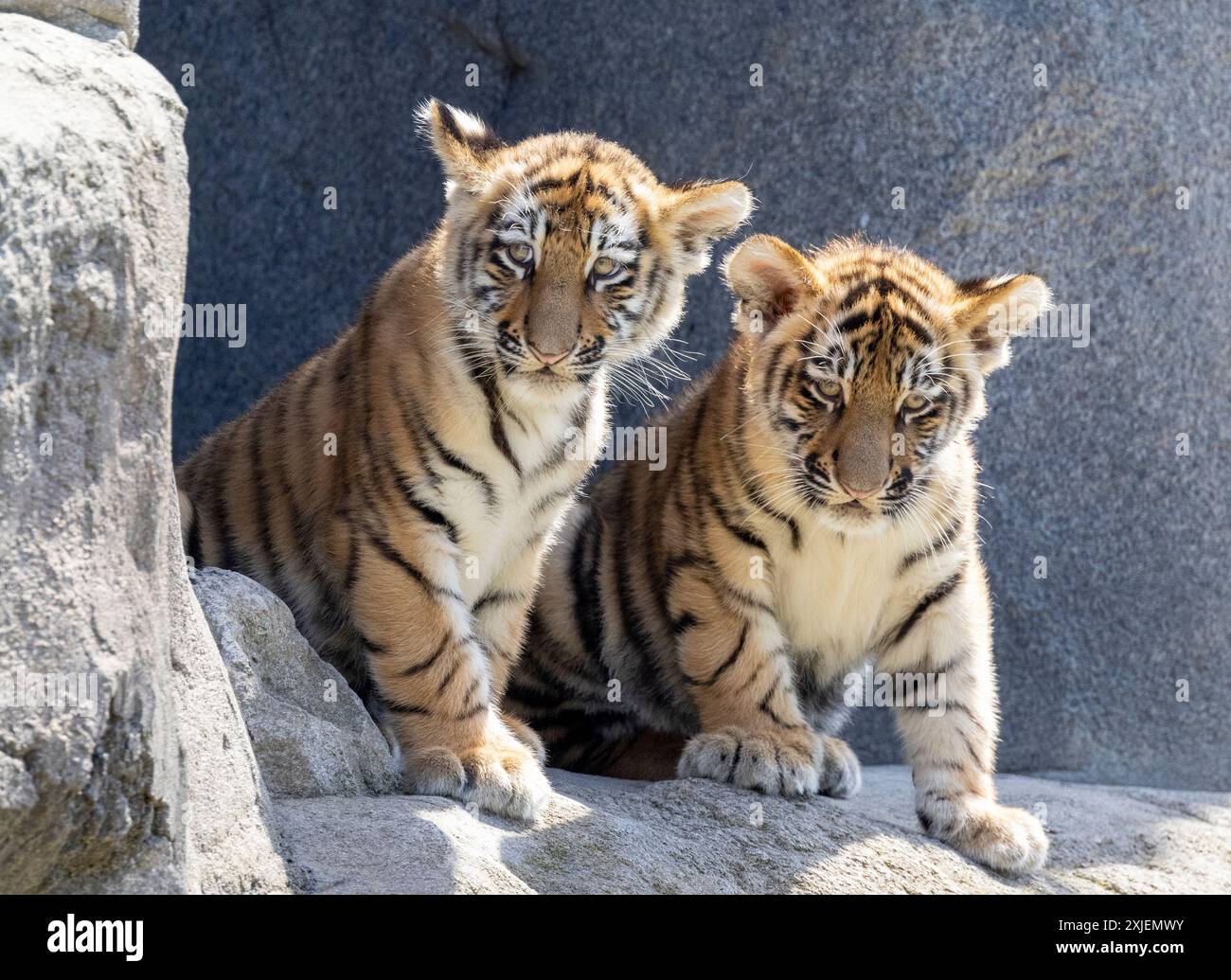Cologne, Germany. 18th July, 2024. The two Amur tiger cubs, "Tochka ...