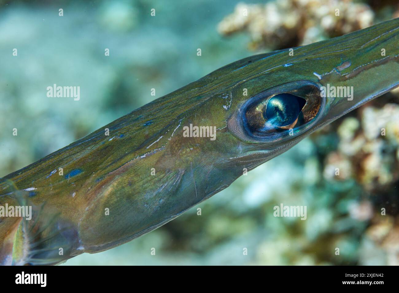 Egypt, Taba, Bluespotted cornetfish (Fistularia commersonii Stock Photo ...
