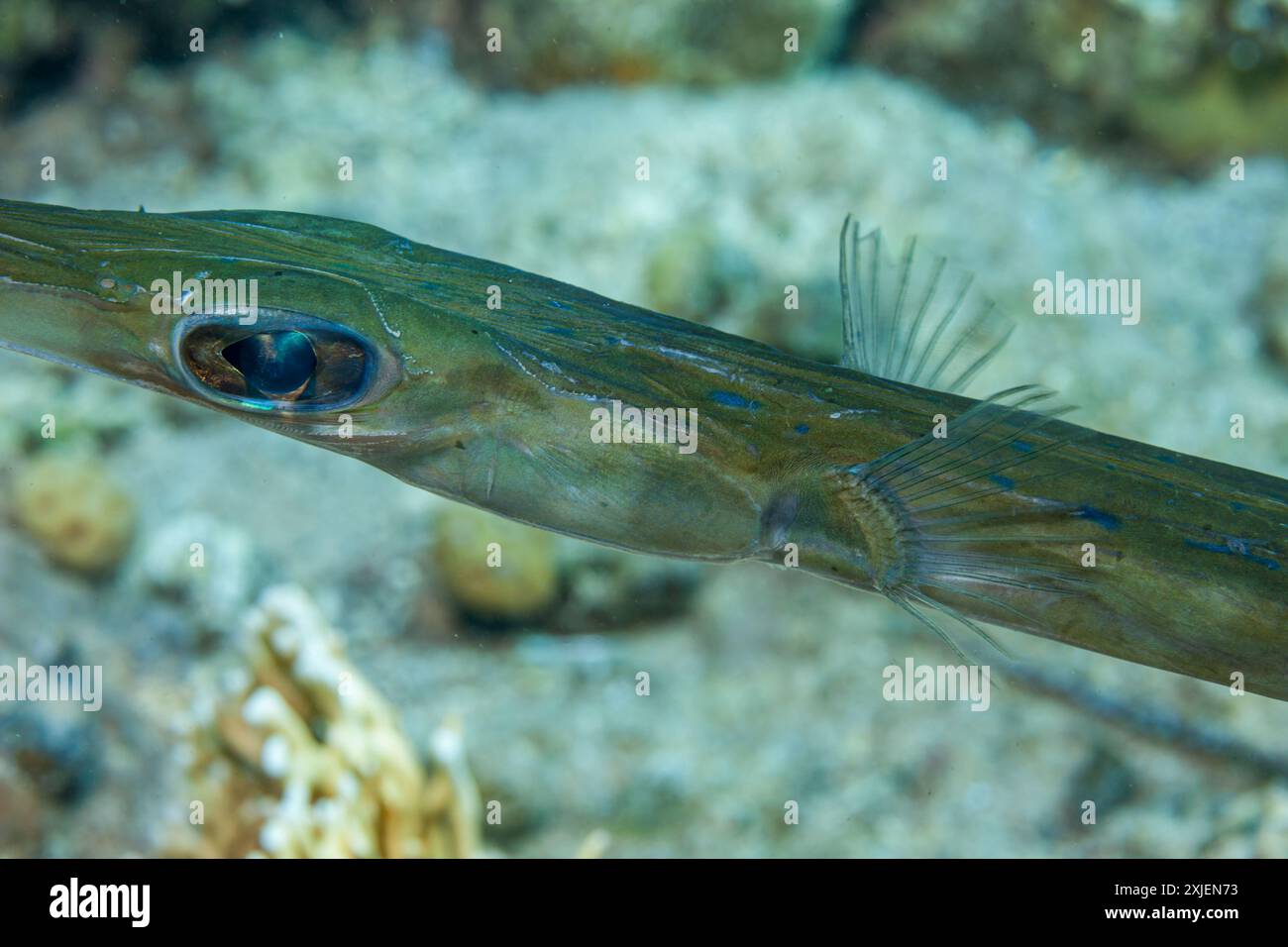 Egypt, Taba, Bluespotted cornetfish (Fistularia commersonii Stock Photo ...