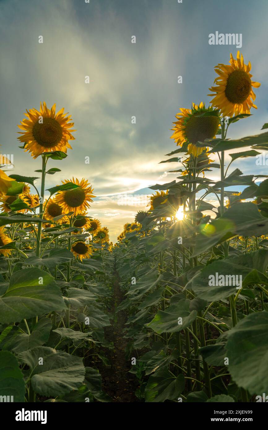 sunflower field with dramatic sky and sunbeam Stock Photo - Alamy