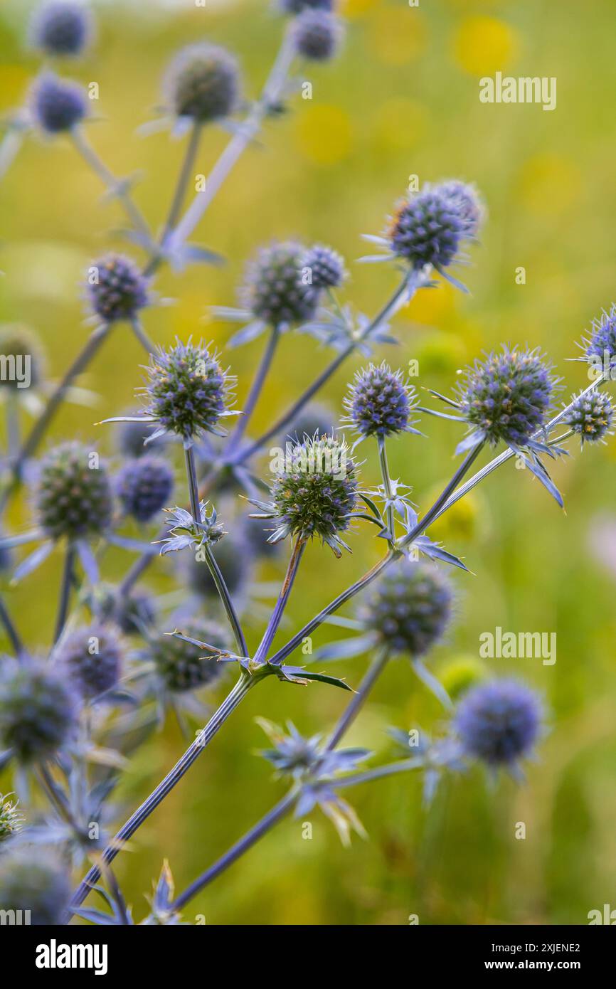 Eryngium Planum Or Blue Sea Holly - Flower Growing On Meadow. Wild Herb ...