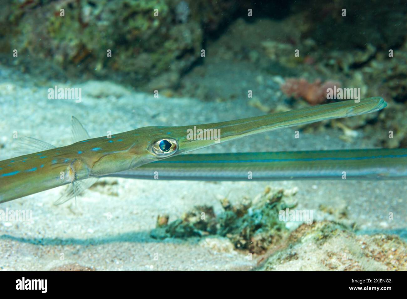 Egypt, Taba, Bluespotted cornetfish (Fistularia commersonii Stock Photo ...