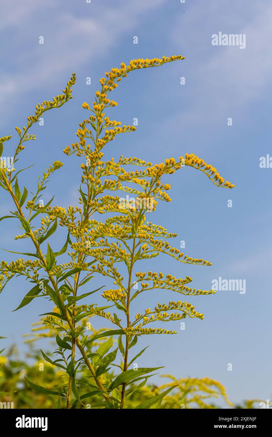 The wild flowers of Solidago altissima in autumn Stock Photo - Alamy