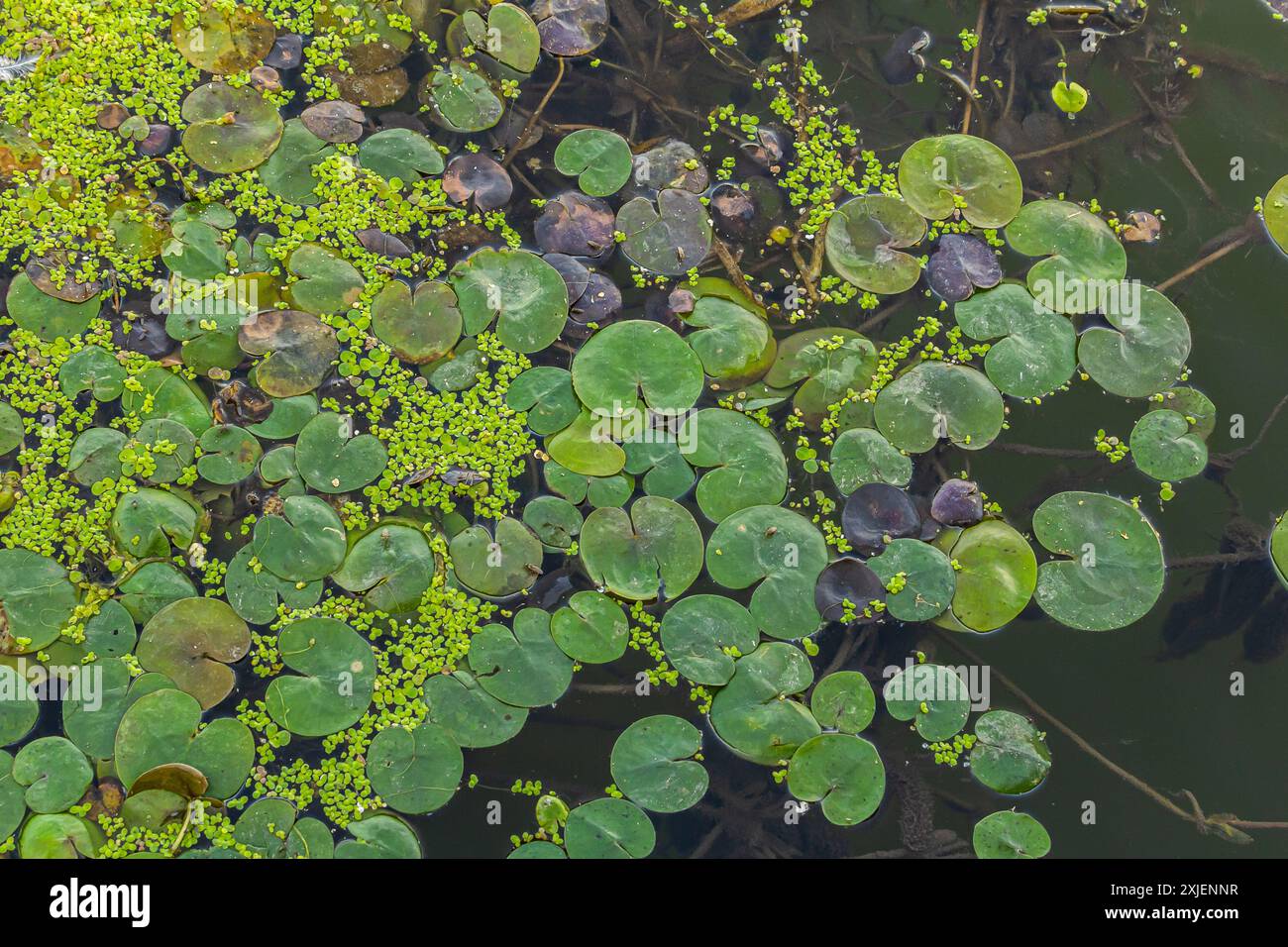 Hydrocharis morsus-ranae, frogbit, is a flowering plant belonging to ...
