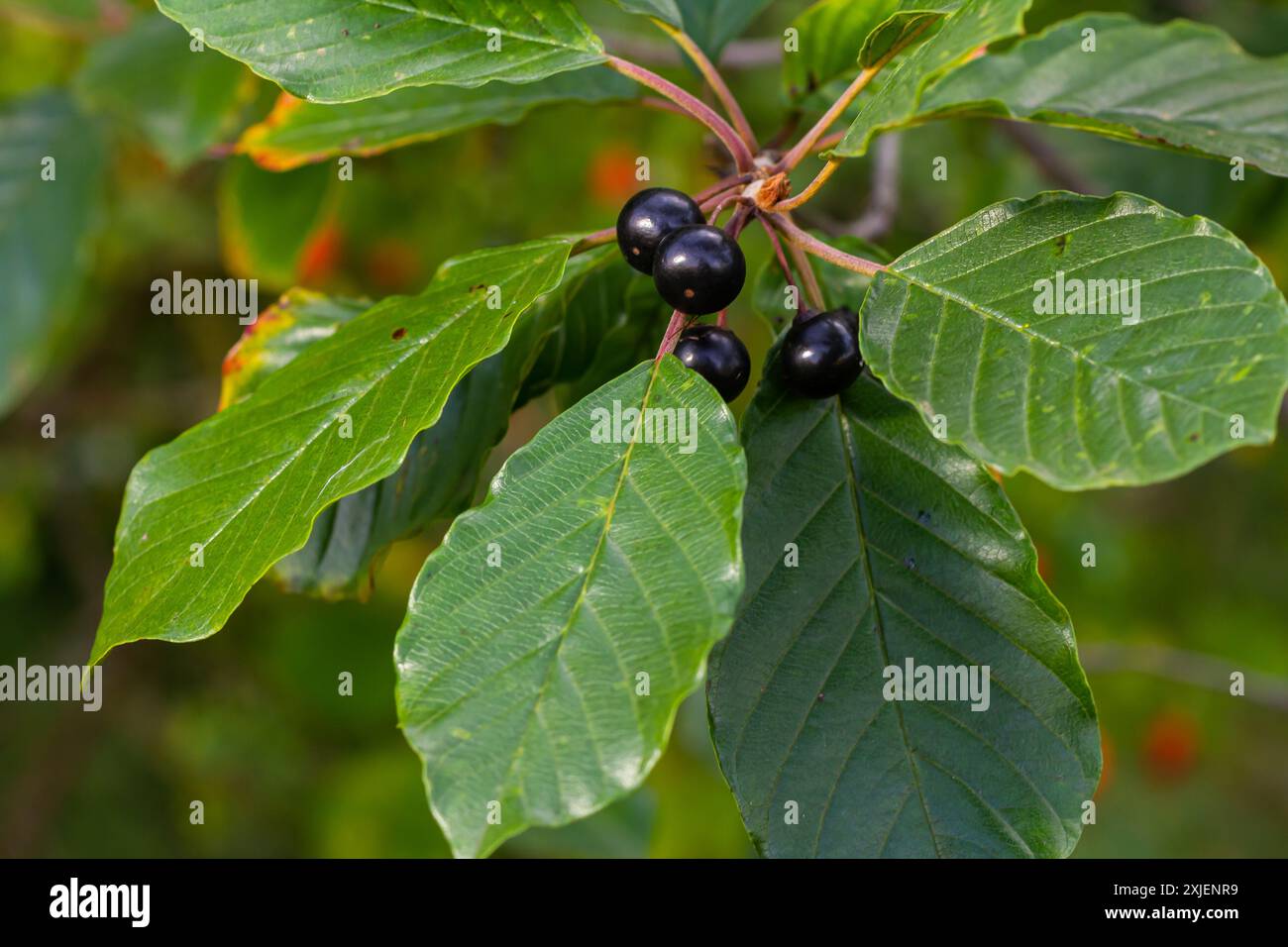 Leaves and fruits of the medicinal shrub Frangula alnus, Rhamnus ...