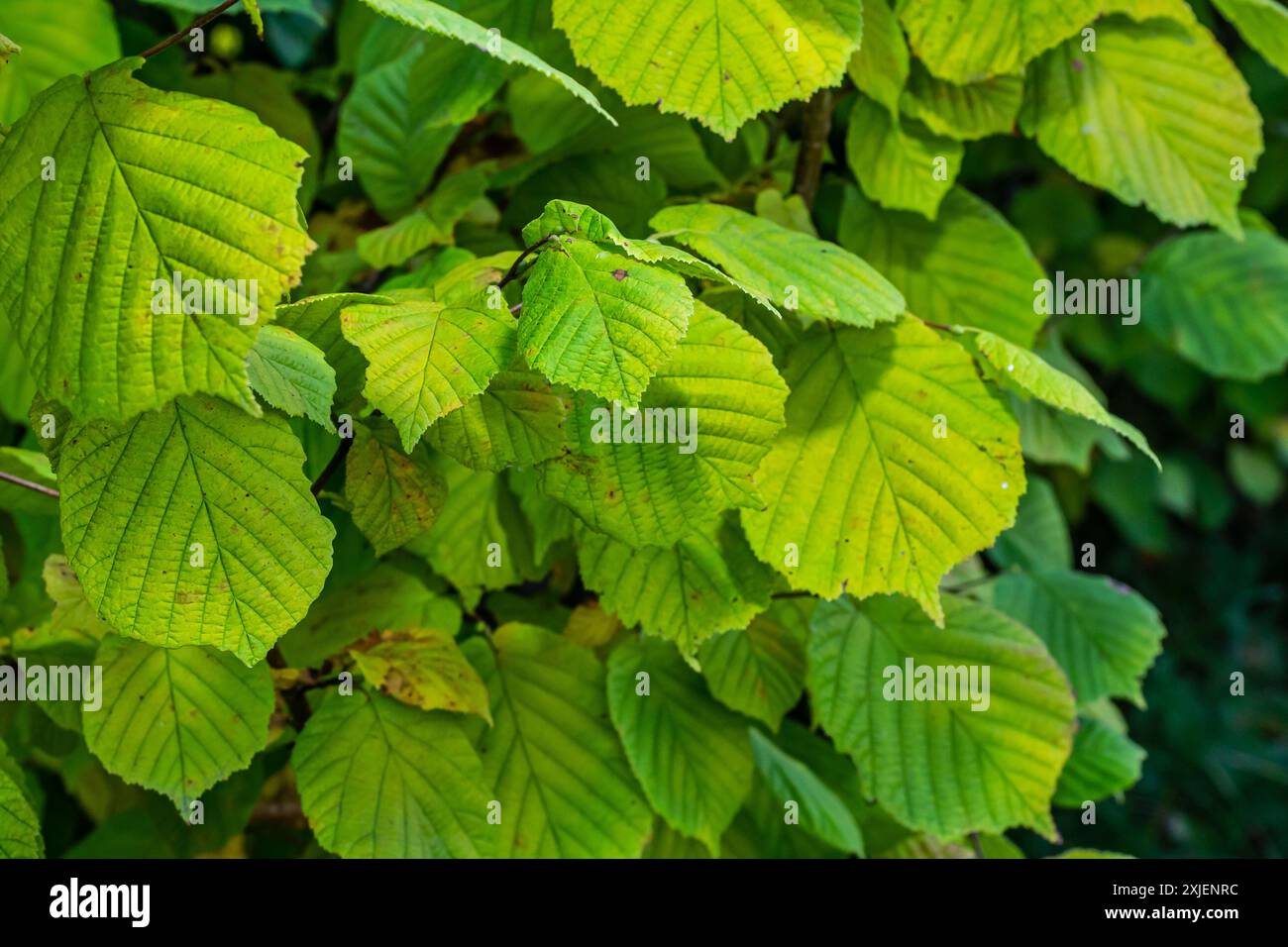 Fresh green Hazel leaves close up on branch of tree in spring with ...