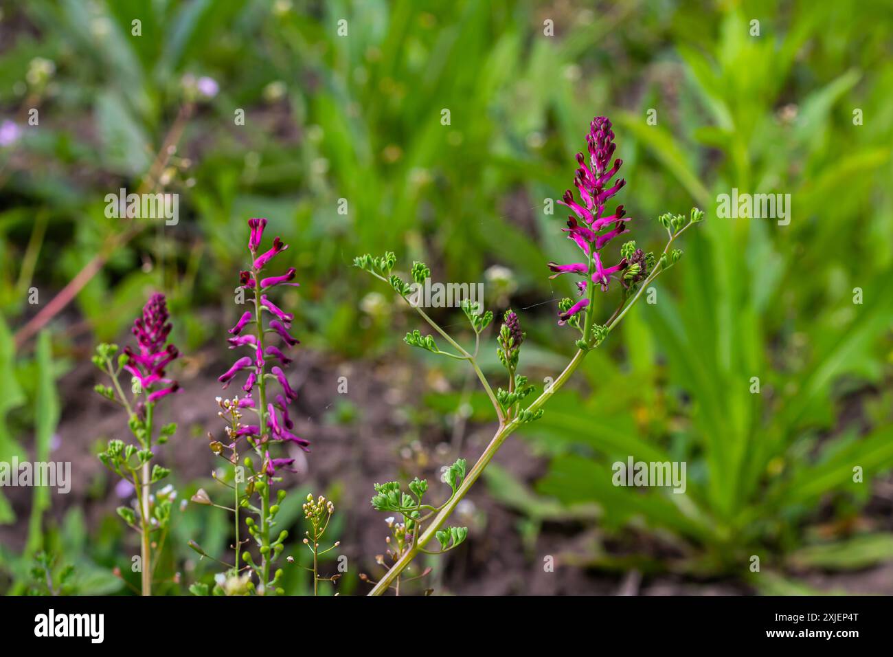 Fumaria officinalis, the common fumitory, drug fumitory or earth smoke ...