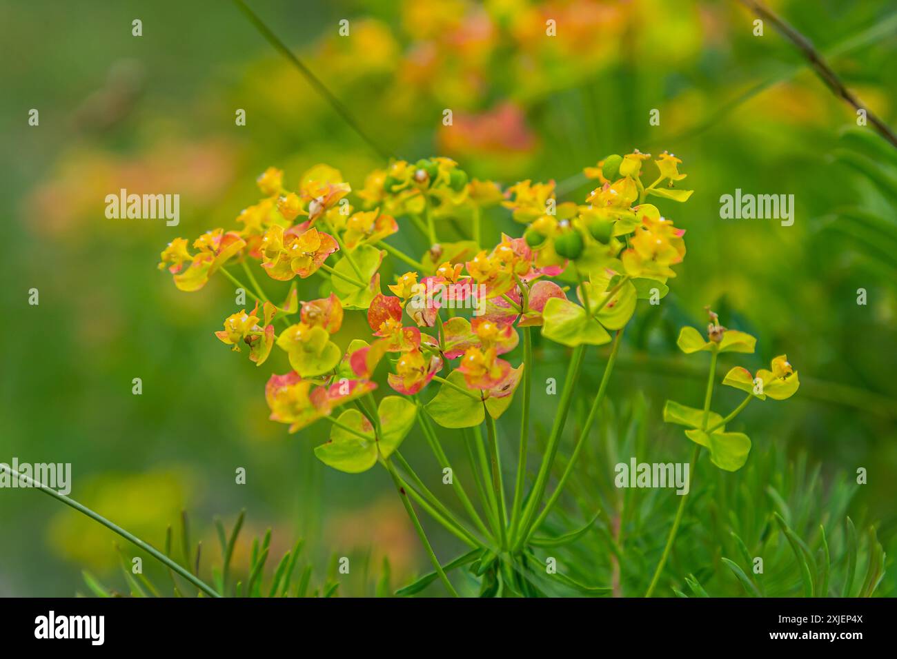 Flowers of a wild toxic plant Euphorbia cyparissias or cypress spurge ...