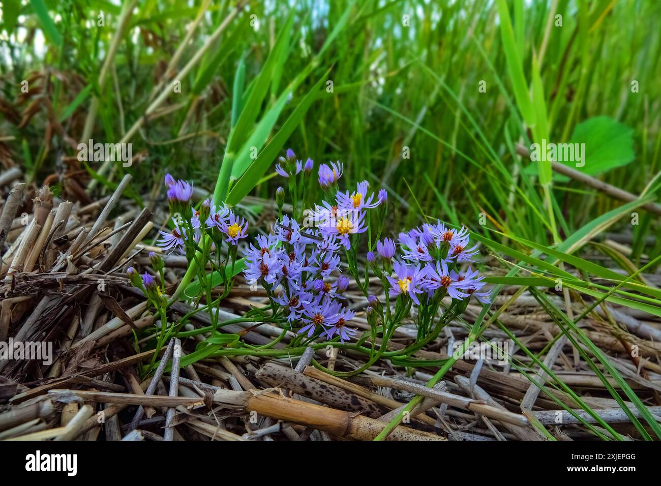 Sea aster (Aster tripolium). Wind-induced flood meadows in eastern part ...